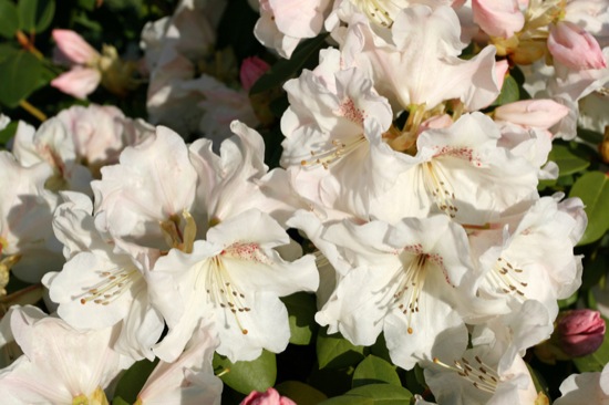 Jak správně pěstovat rododendrony | MOJE Bydlení