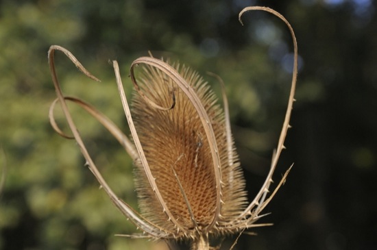 Bodláky v zahradě jsou neprávem opomíjené | MOJE Bydlení