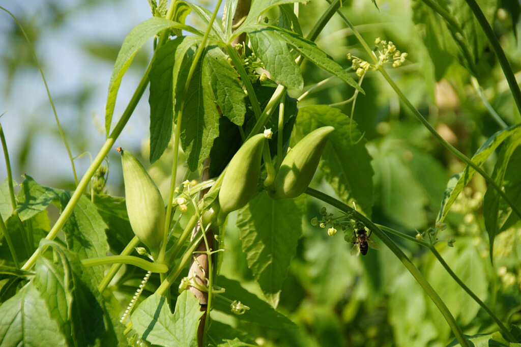 Achocha,,Healthy,Vegetables,Native,To,Mexico | MOJE Bydlení
